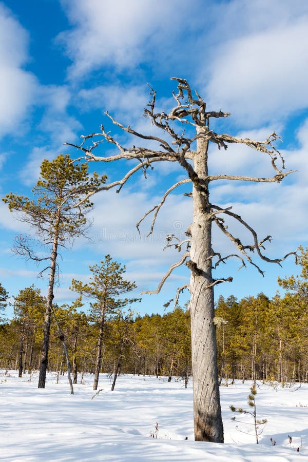 Dead Pine Tree at a Nordic Bog Stock Photo - Image of woods, snow: 90296970