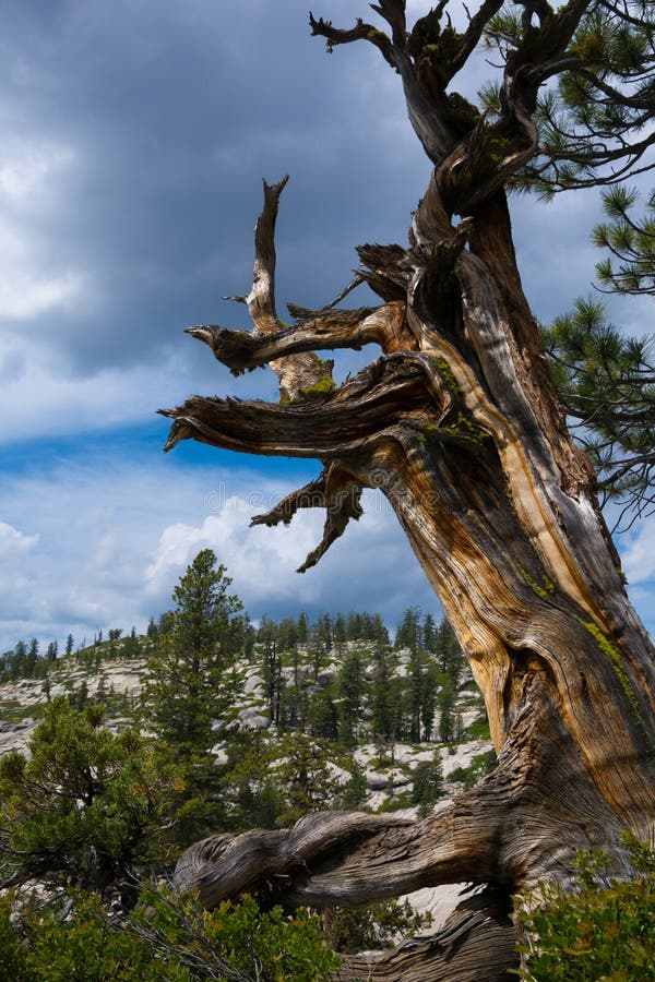 Dead Pine Tree, Olmsted Point, Yosemite National Park Stock Image ...