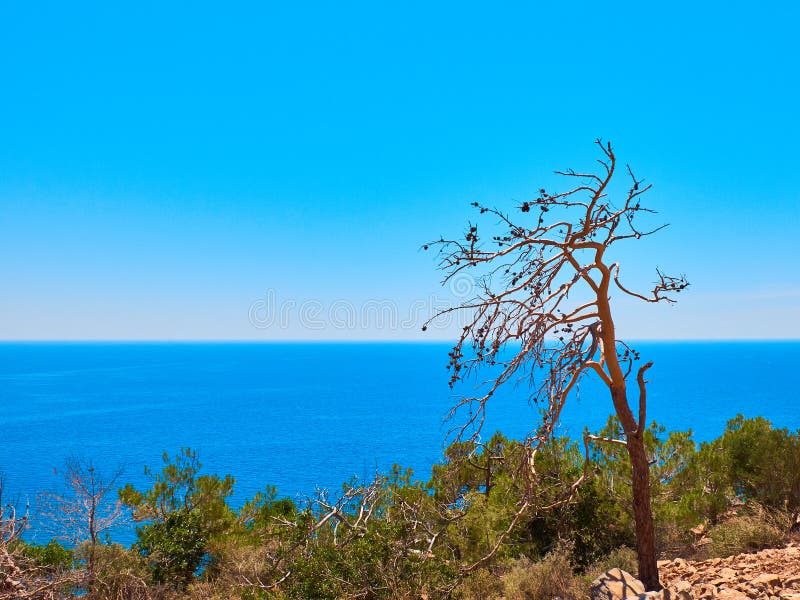 Dead Pine Tree at Sheer Cliff Above the Sea. Sea and Sky Landscape with ...