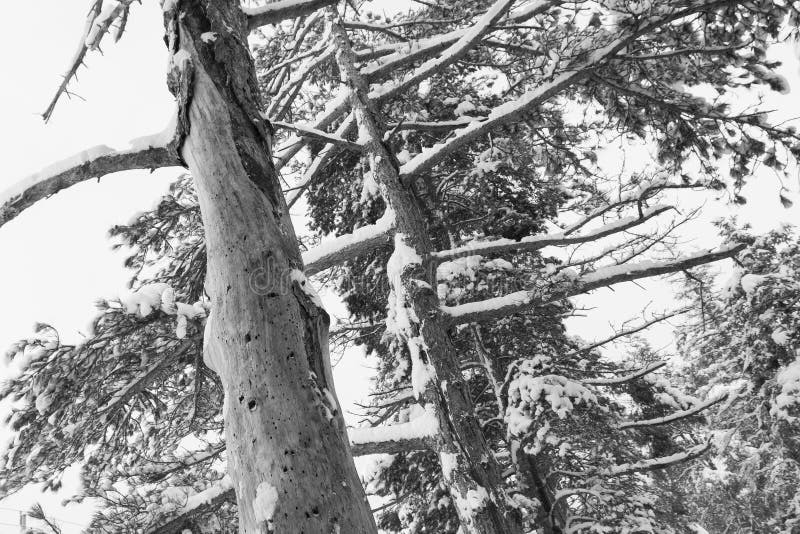 Dead Tree in Winter with Snow Stock Image - Image of black, nature ...