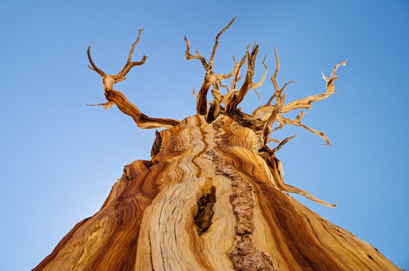 Dead Weathered Tree Roots Embedded in a Beach Stock Image - Image of ...