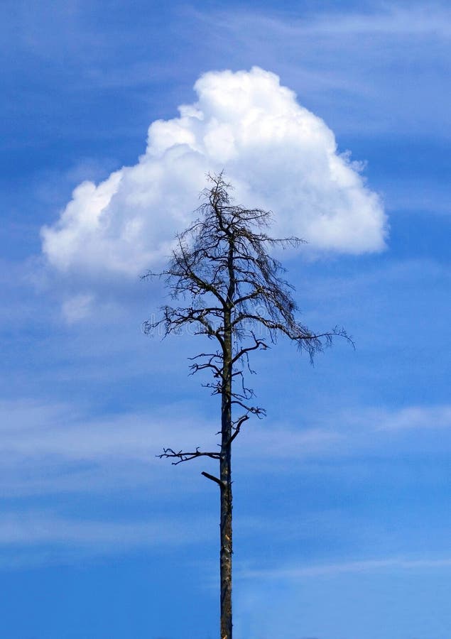 Dead Pine Tree, Perlacher Forst, Munich, Germany Stock Photo - Image of ...
