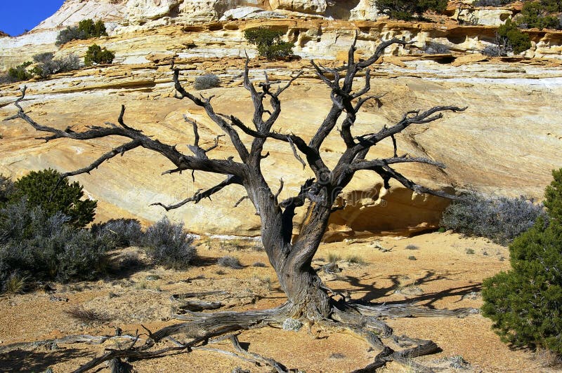 Dead Pinyon stock image. Image of yellow, outdoor, pine - 14060363