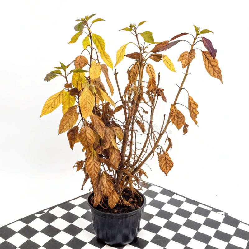 Dead Plant on a Checkered Background on a Transparent Background Stock ...