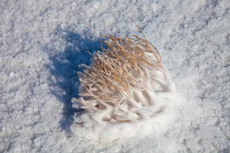 Dead Plant Crystallized with Salt Stock Photo - Image of sodium, weed ...