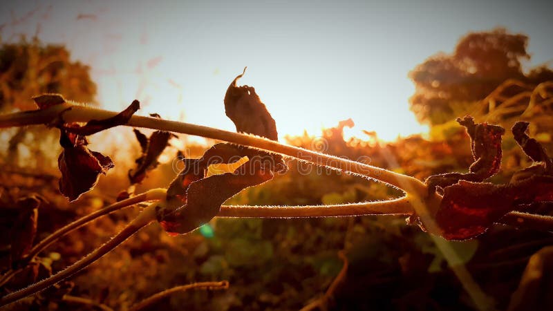 Dead Plant or Leaves in Yellow Sunlight of Evening in Forest Stock ...