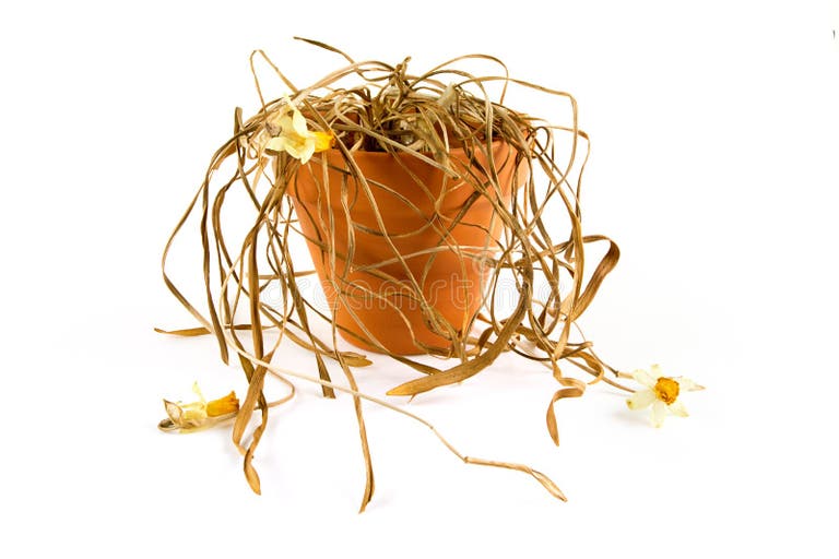 Dead Plant in a Pot Over White Stock Photo - Image of neglected, dead ...