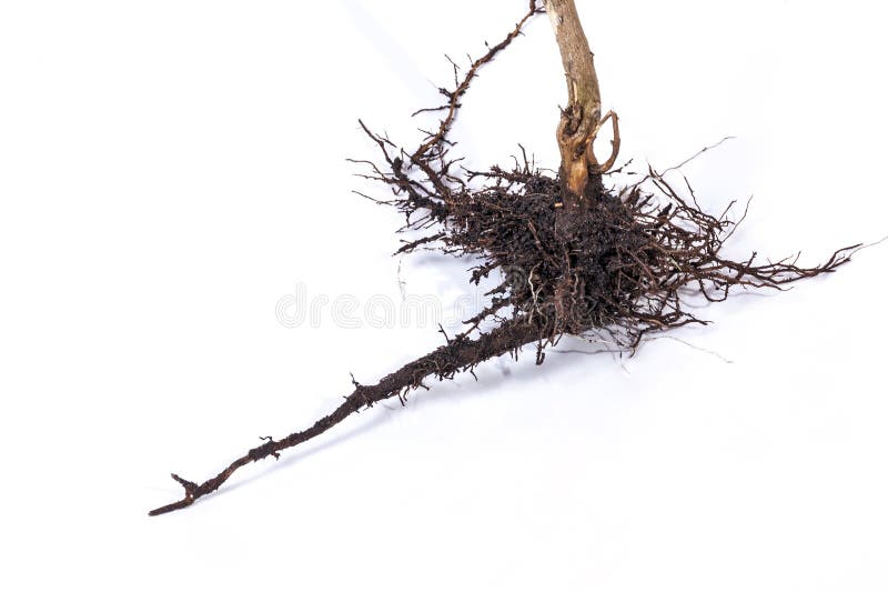 Dead Plant Stem and Underground Roots and Soil Stock Image - Image of ...