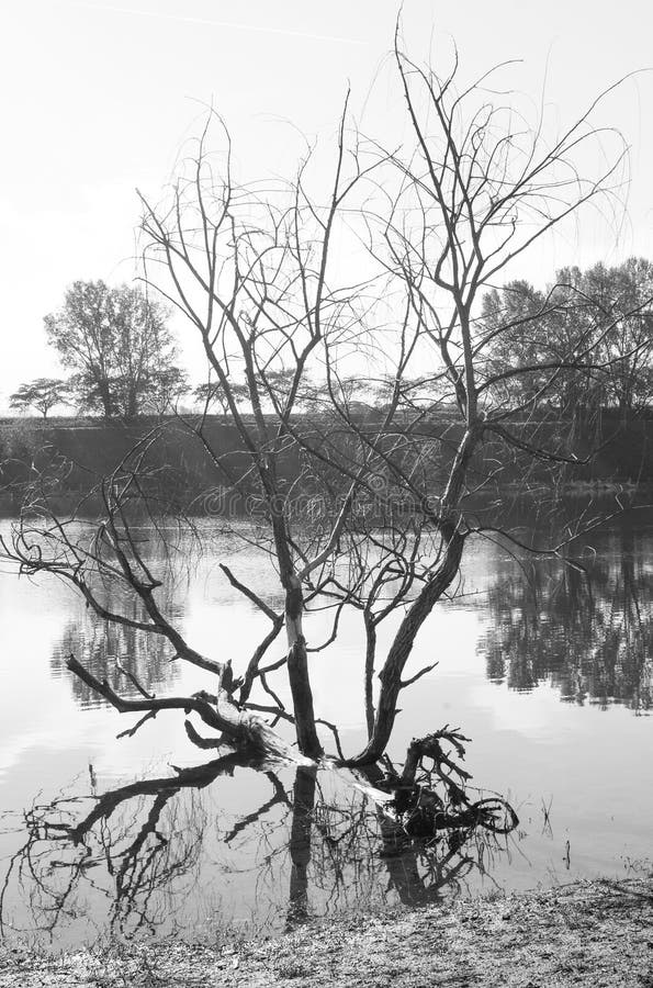 A Dead Tree in a Small Lake Stock Image - Image of immersed, park ...
