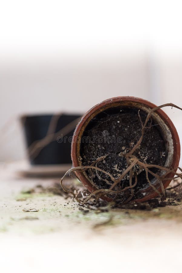 Dead Plant in a Tipped Over Flower Pot Stock Image - Image of isolation ...