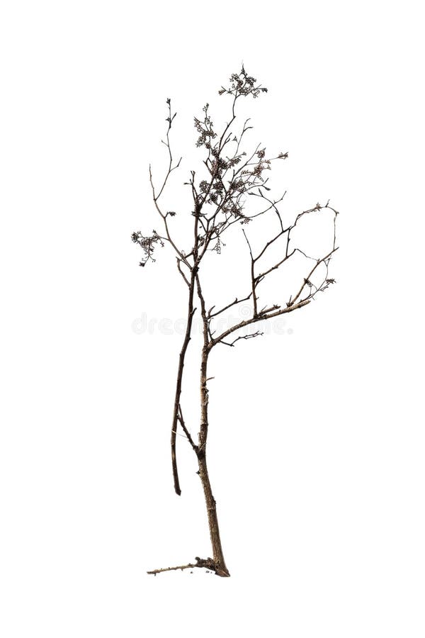 Dead Plant Cartoon Stock Illustrations – 4,220 Dead Plant Cartoon Stock ...