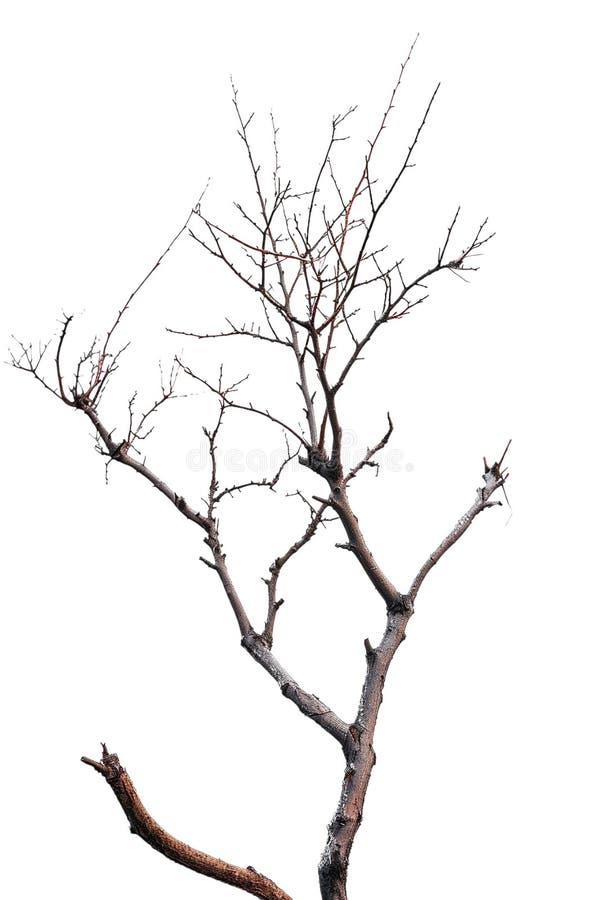 Dead Plant on Transparent Background Stock Illustration - Illustration ...