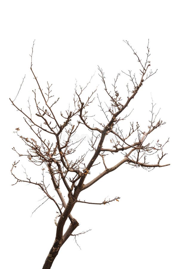 Dead Plant on Transparent Background Stock Illustration - Illustration ...