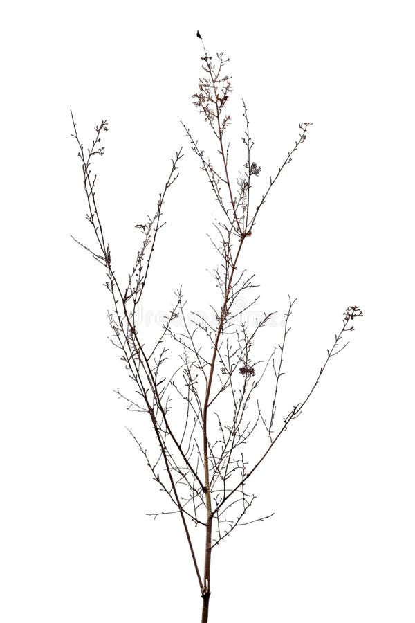 Dead Plant on Transparent Background Stock Illustration - Illustration ...