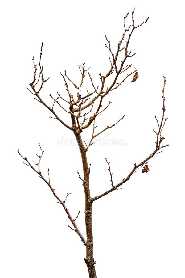 Dead Plant on Transparent Background Stock Illustration - Illustration ...