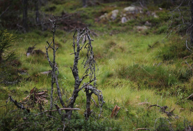 Dead Plants in Bog stock image. Image of color, colour - 45869633