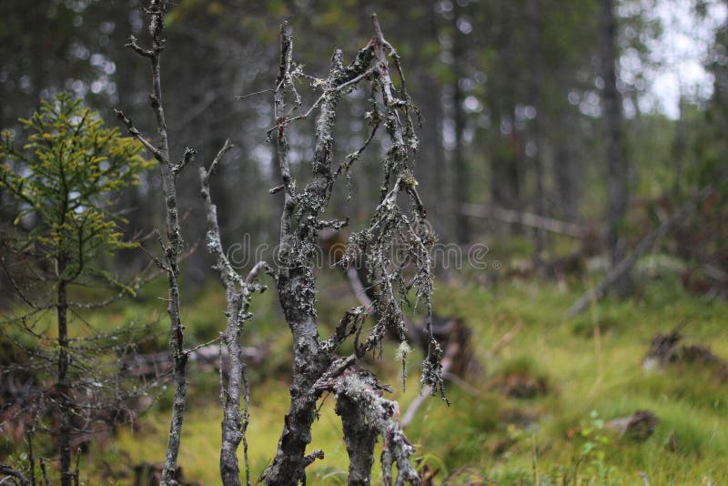 Dead Plants in Bog stock photo. Image of field, century - 45870410