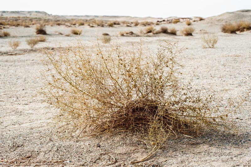 Gobi Desert Plants List