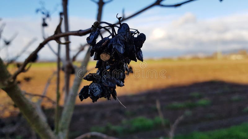Dead plants at the tree stock image. Image of nature - 176369261