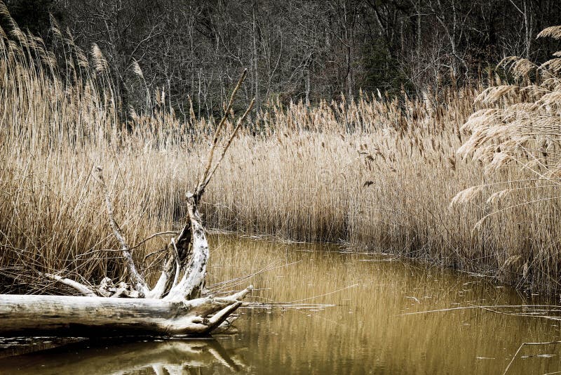 Dead Plants stock photo. Image of nature, dead, tree - 94267898