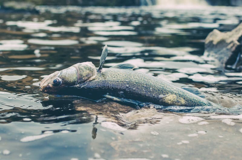 Dead Poisoned Fish Lies on the Banks of the River, Environmental ...