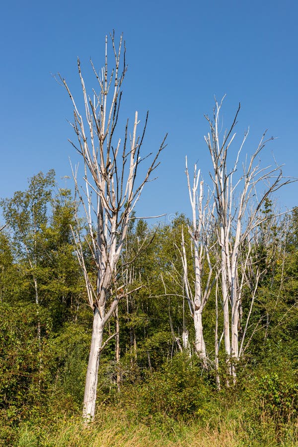 Dead Poplar Tree Along Cascade Trail Stock Image - Image of washington ...