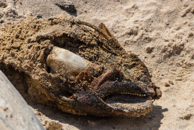 Corpse Ashore Stock Photos - Free & Royalty-Free Stock Photos from ...