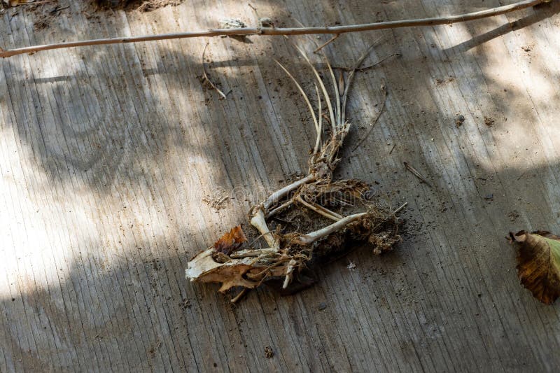 Dead Poultry Skeleton on the Ground Stock Photo - Image of animal ...