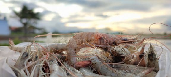 Dead Prawns Baited by Predatory Fish Stock Photo - Image of prawns ...