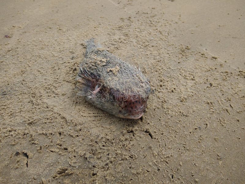 Dead Puffer Fish on the Beach, Kovalam Beach, Thiruvananthapuram Stock ...