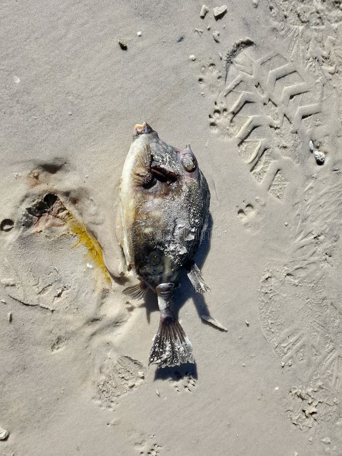 Dead Puffer Fish on the Beach Stock Image - Image of wildlife, snow ...