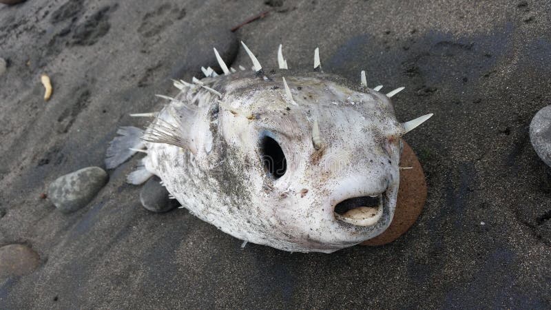 Dead Puffer Fish Washed Up on the Beach Stock Image - Image of animal ...