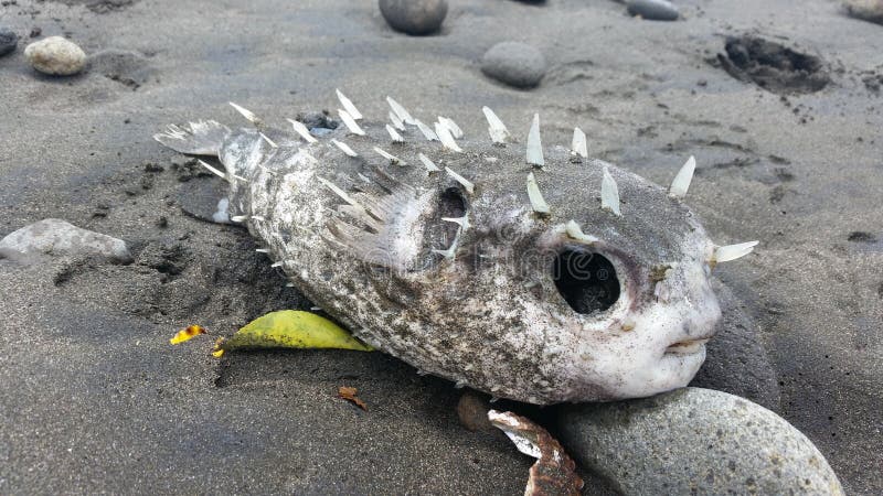 Dead Puffer Fish Washed Up on the Beach Stock Photo - Image of ...