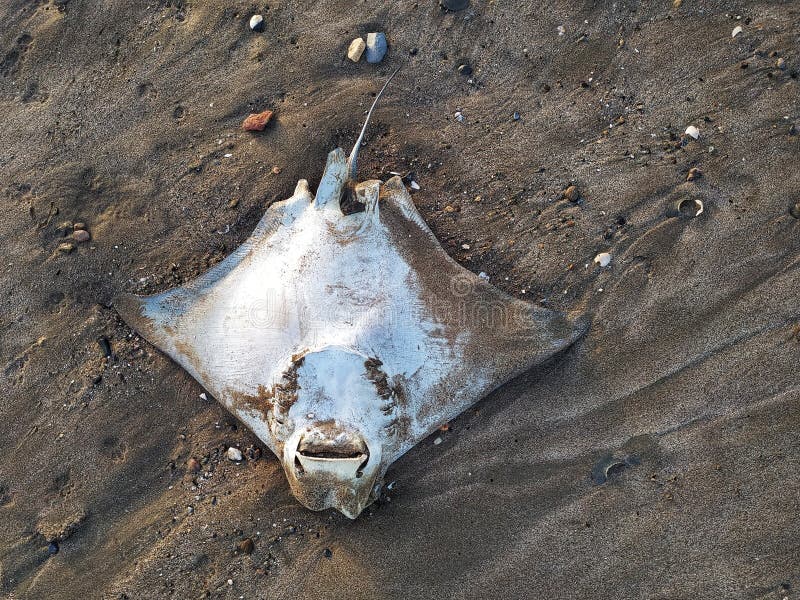 Dead Stingray Fish on Beach Stock Image - Image of puffer, pufferfish ...