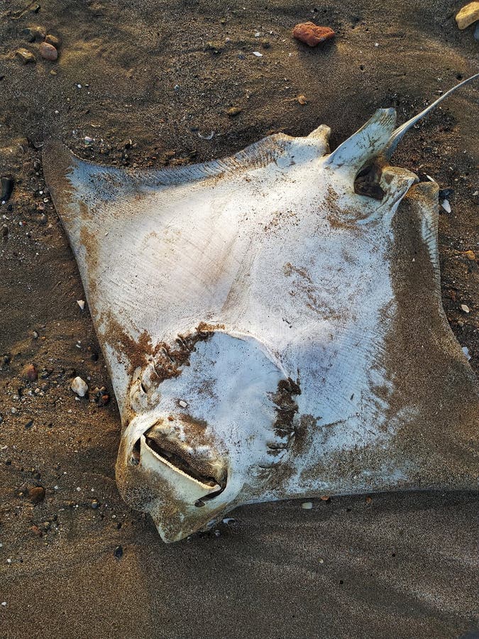 Dead Stingray Fish on Beach Stock Image - Image of beach, marine: 208368829