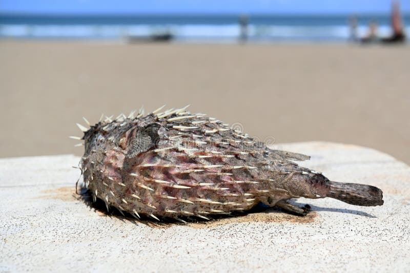 Dead Pufferfish Laying Table Beach Side Stock Photos - Free & Royalty ...