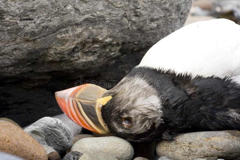 Dead puffin bird stock image. Image of outdoors, details - 4686163