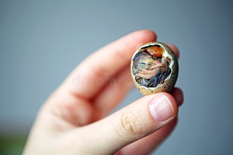 Dead Quail chick stock photo. Image of bird, chick, bill - 24896038