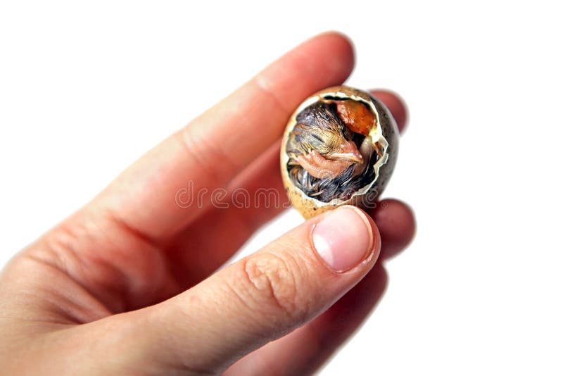 Dead Quail chick stock image. Image of nestling, quail - 24896039
