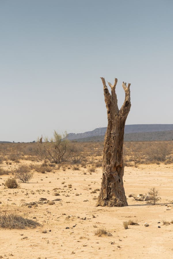 Quiver tree remains stock image. Image of sand, vertical - 237150029