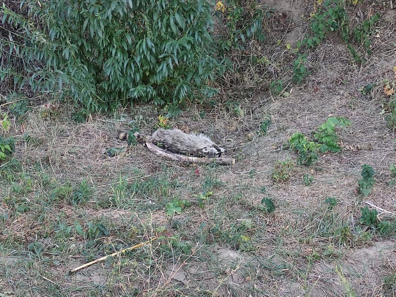 Dead raccoon in the forest stock image. Image of animal - 342474677