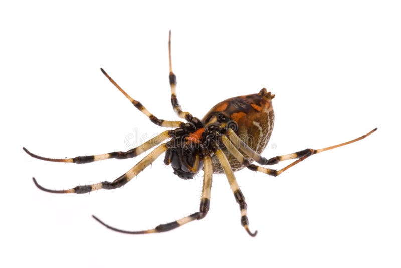 Dead Rainforest Spider Stock Photography - Image: 6806632