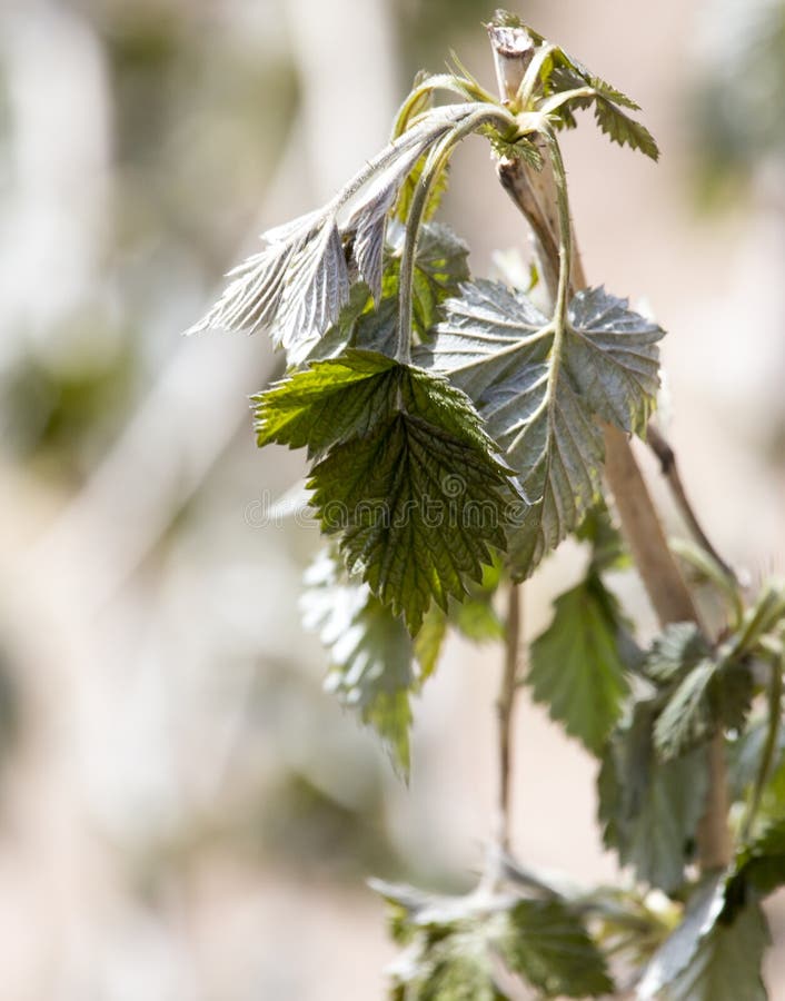 Dead Raspberry Leaves after Frost in Spring Stock Image - Image of ...