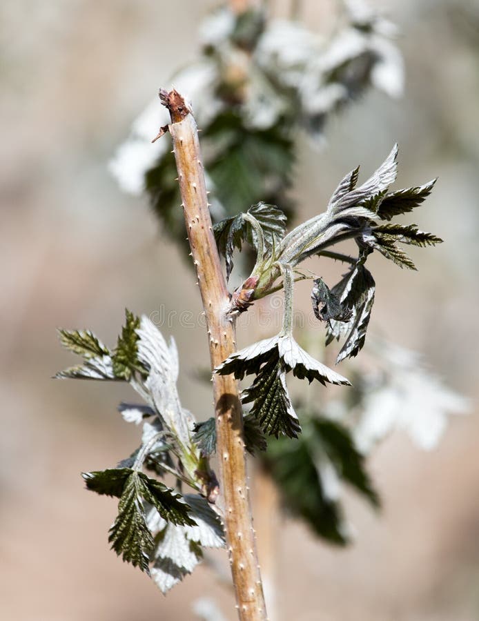 Dead Raspberry Leaves after Frost in Spring Stock Photo - Image of ...