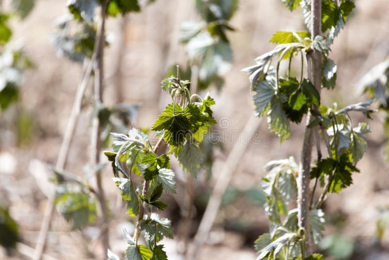 Dead Raspberry Leaves after Frost in Spring Stock Image - Image of ...