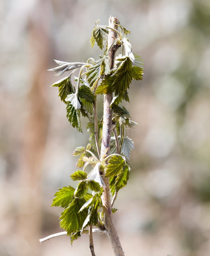 Dead Raspberry Leaves after Frost in Spring Stock Image - Image of ...