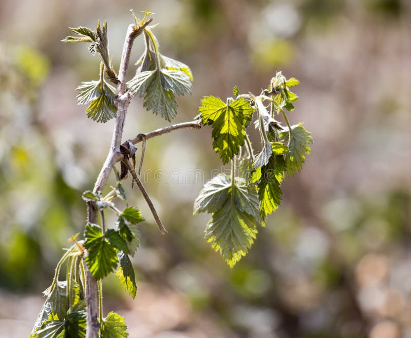 Dead Raspberry Leaves after Frost in Spring Stock Image - Image of ...