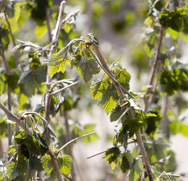Dead Raspberry Leaves after Frost in Spring Stock Photo - Image of cold ...