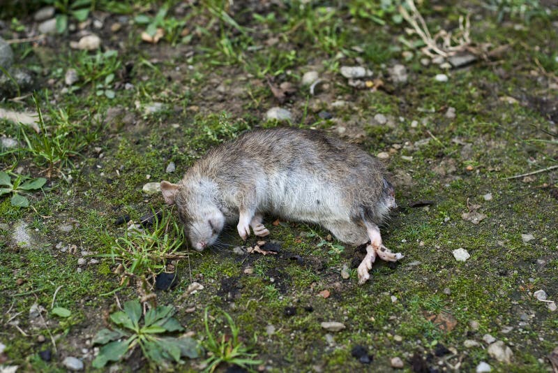 Dead rat stock image. Image of rodent, dead, pest, body - 21336489