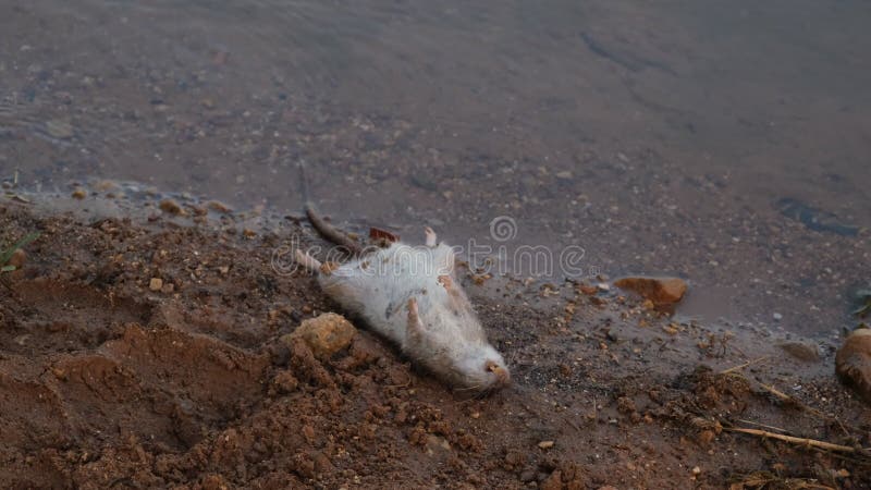 Dead Rat, a Dead Big Mouse Washed Up on the Beach, Near Lake Stock ...